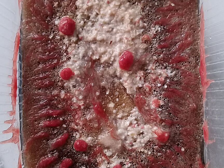 Аулофорус / Трубочник Изя