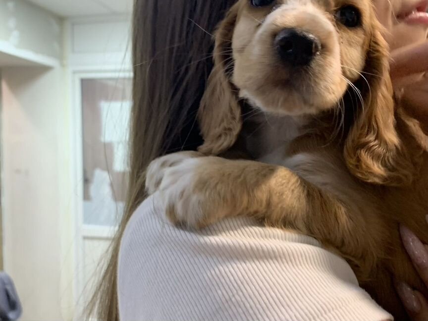 Английский кокер спаниель