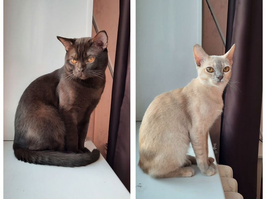 Бурманская кошка