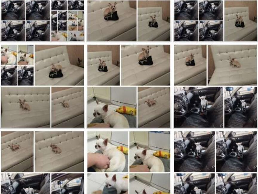 С Р О Ч Н О чихуахуа девочки