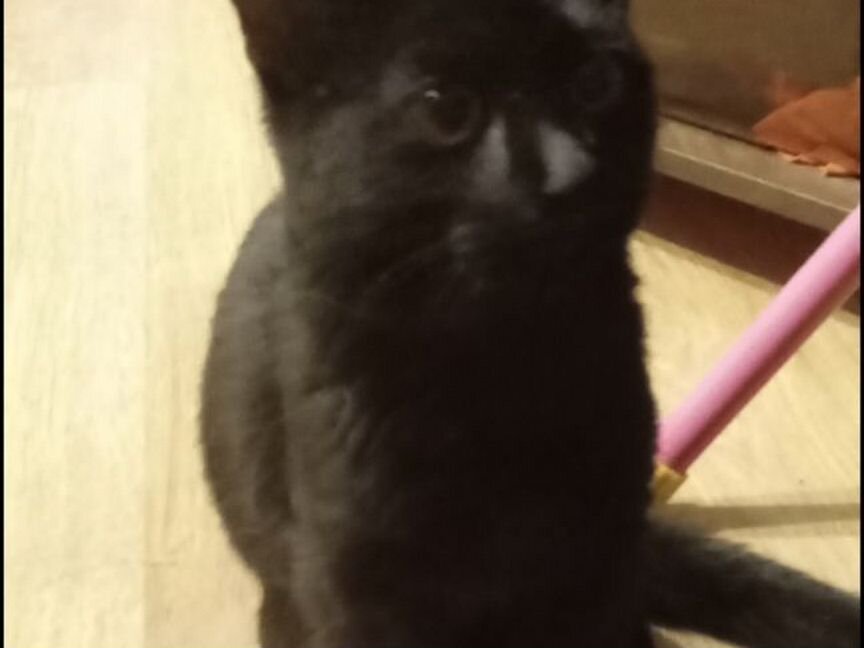 Котик Тоша