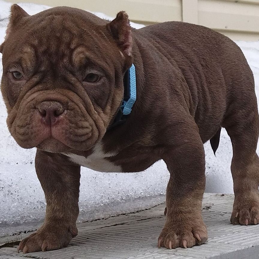 Американский булли, щенок