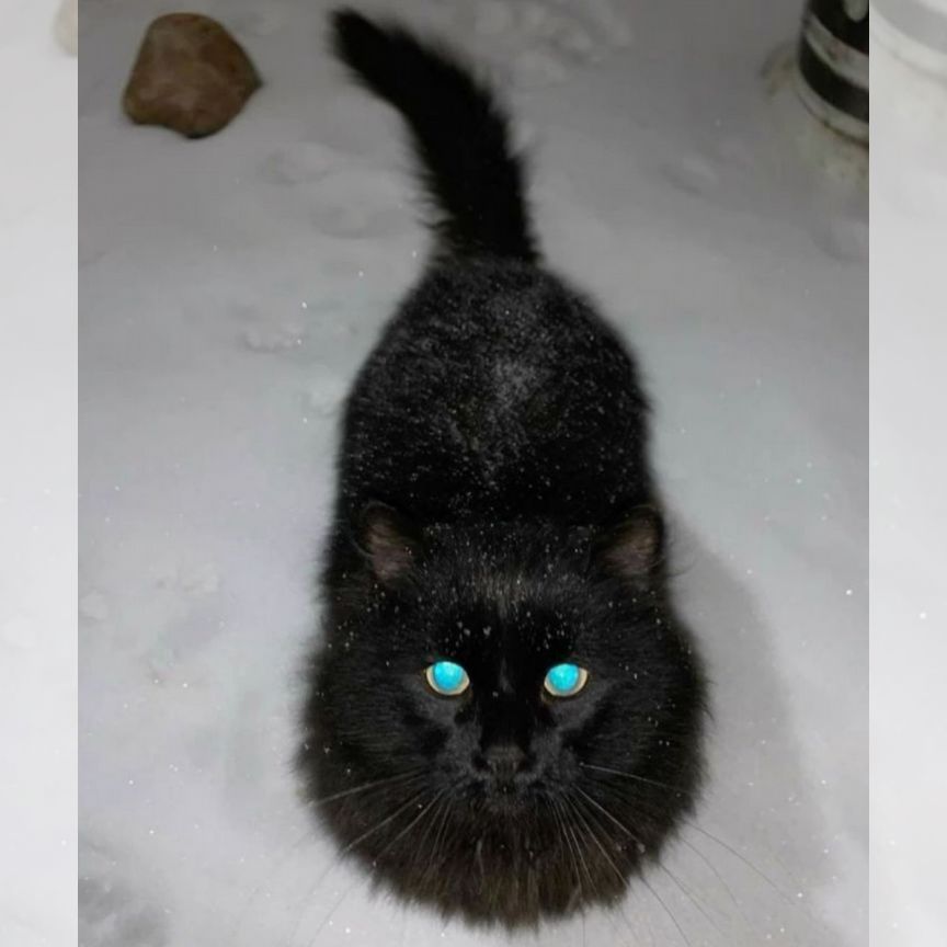 Котик Боря нуждается в семье