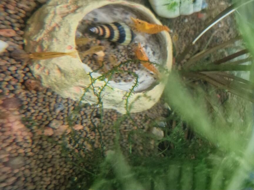 Креветки неокаридины ораньжевый неон