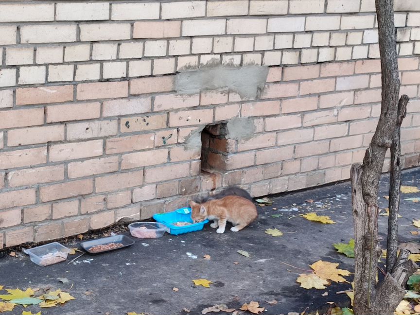 Котята замерзают