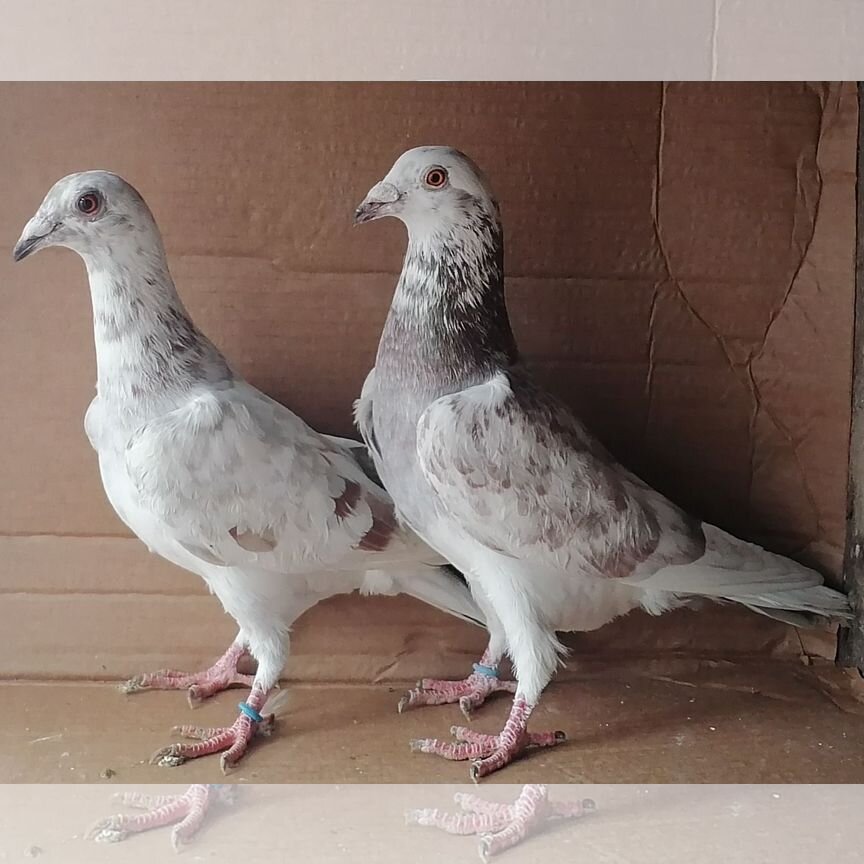 Спортивные голуби