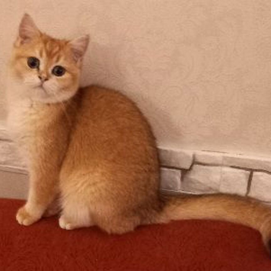 Британская золотая шиншилла