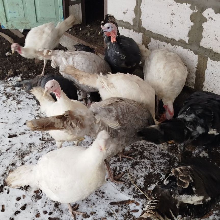 Индюка домашняя мясо