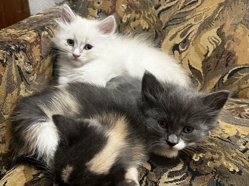 Котята в добрые руки бесплатно