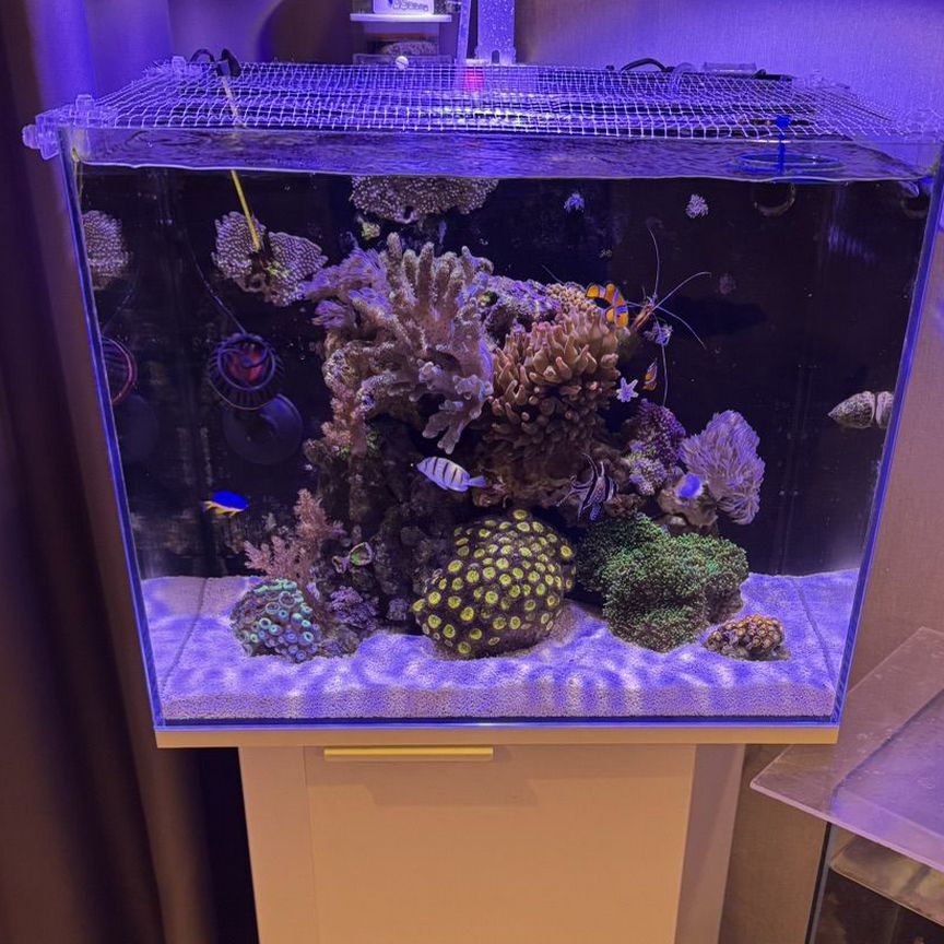 Морской мини аквариум