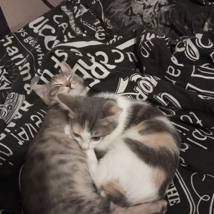 Котята в добрые руки