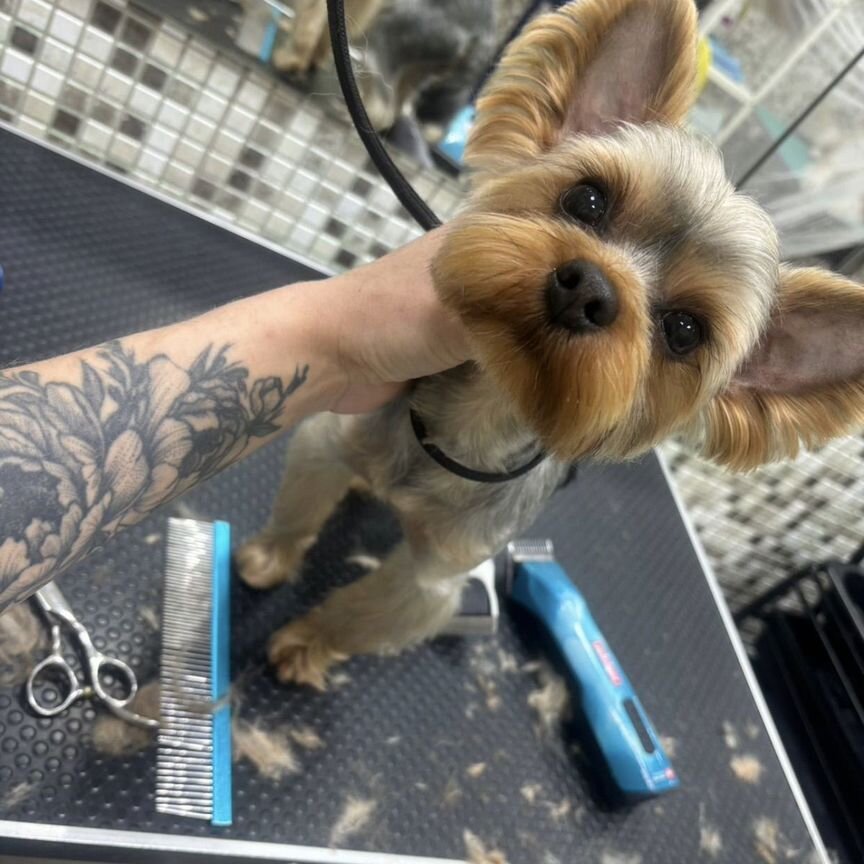 Йоркширский терьер