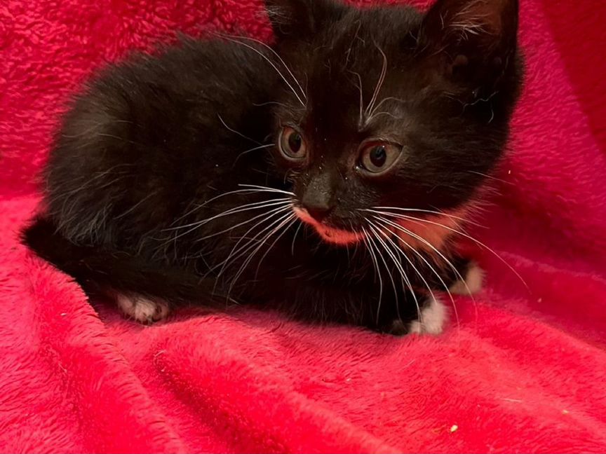 Котенок мальчик 2 месяца