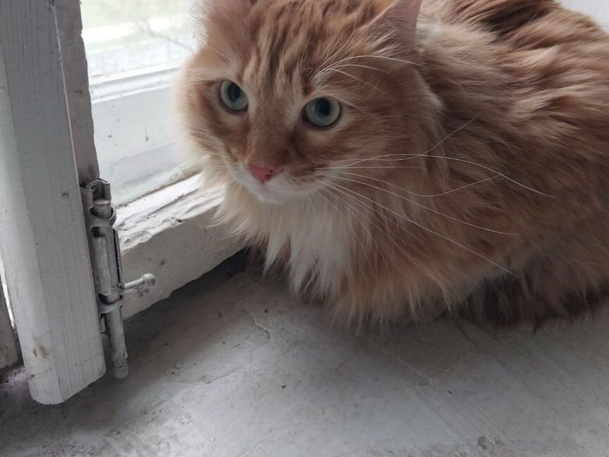 Найден рыжий кот