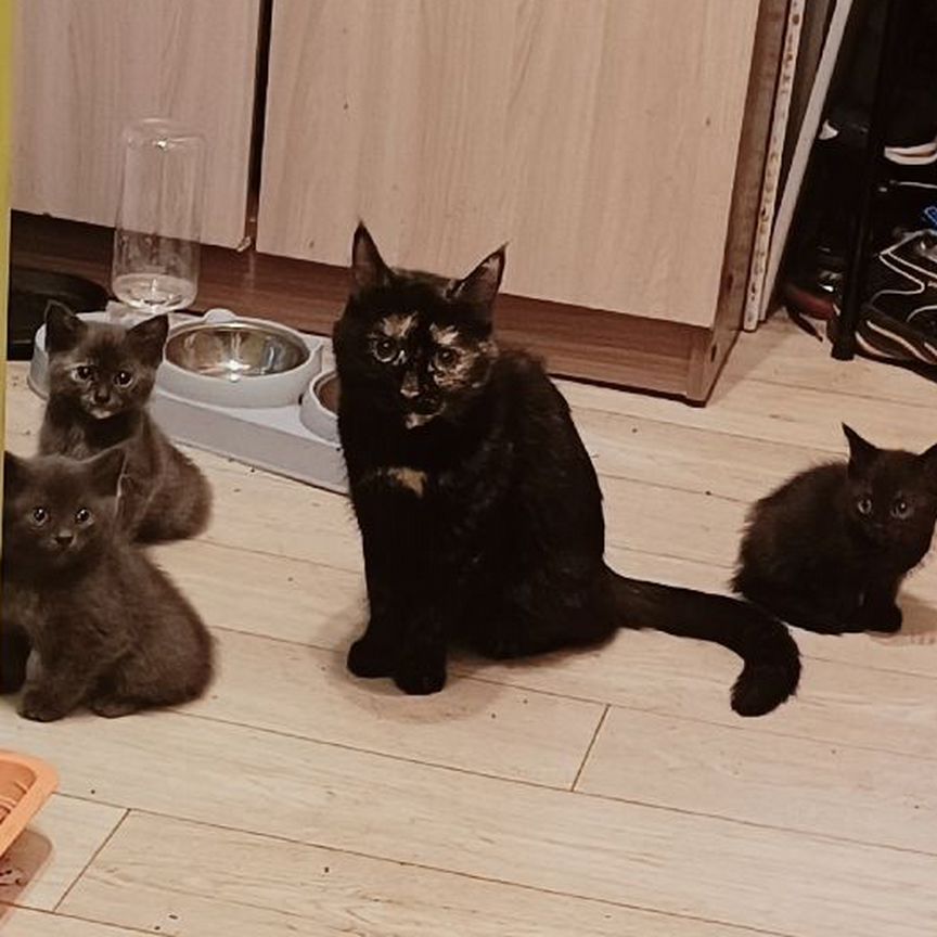 Отдам котят в добрый руки