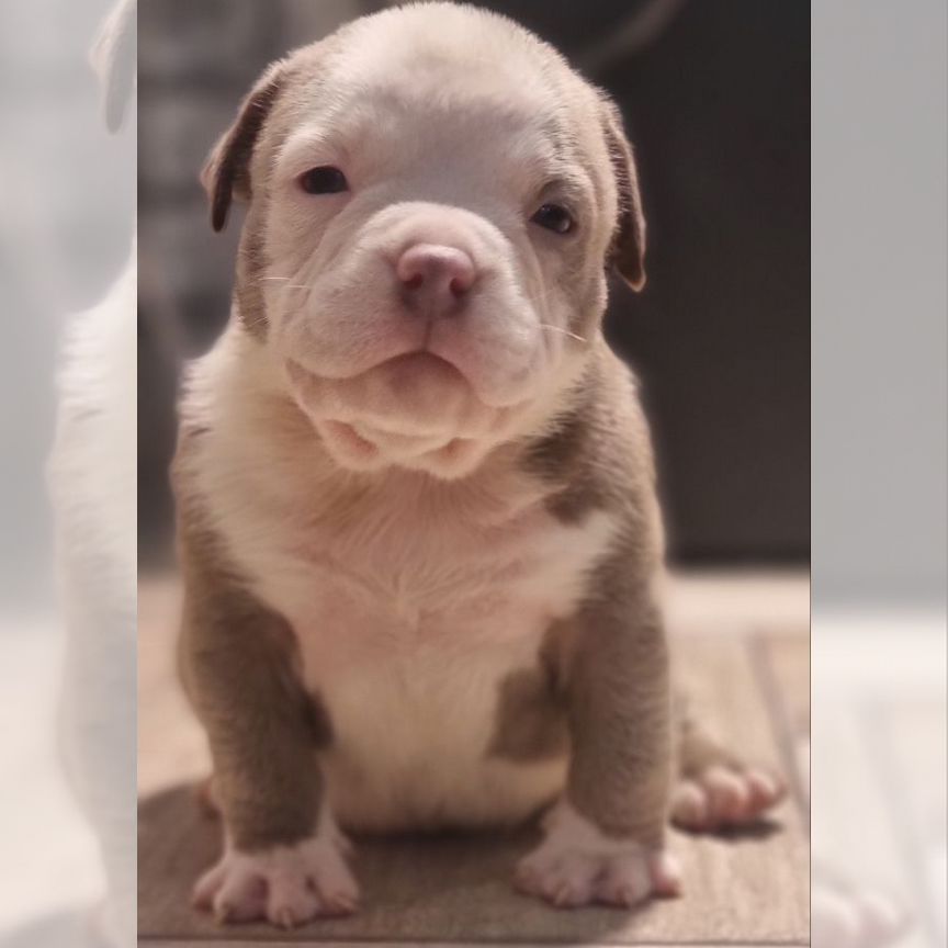 Американский булли