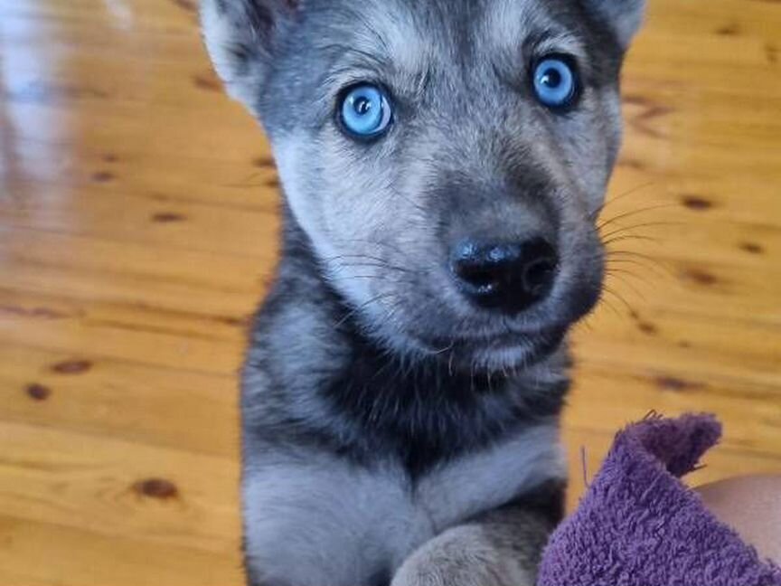 Помесь хаски с голубыми глазами