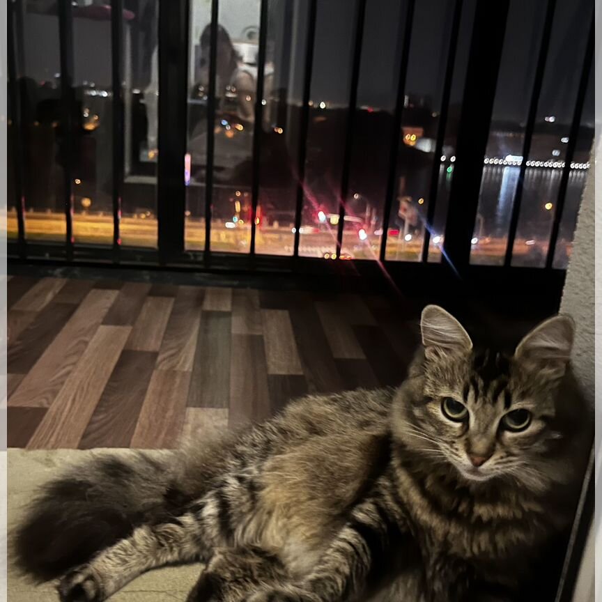 Взрослая, кошка в добрые руки