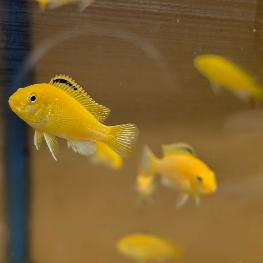 Цихлиды в ассортименте магазина м. Новые Черёмушки