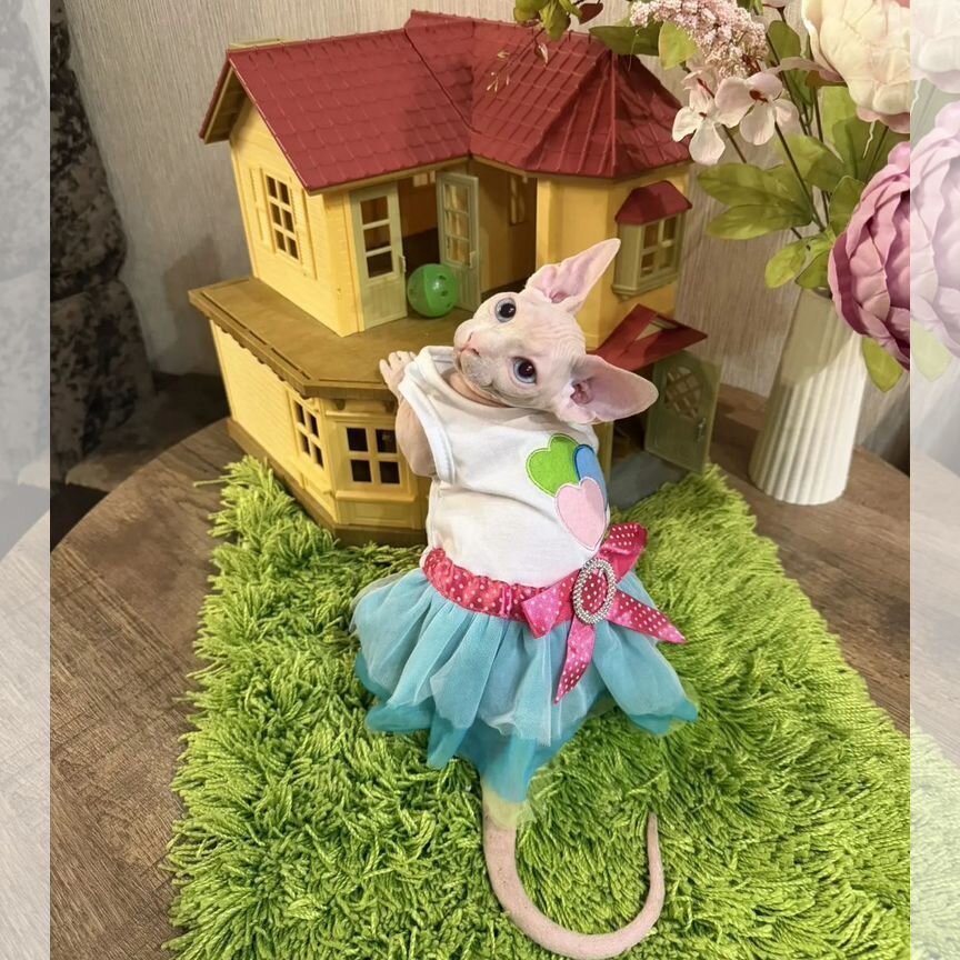 Бамбино котёнок