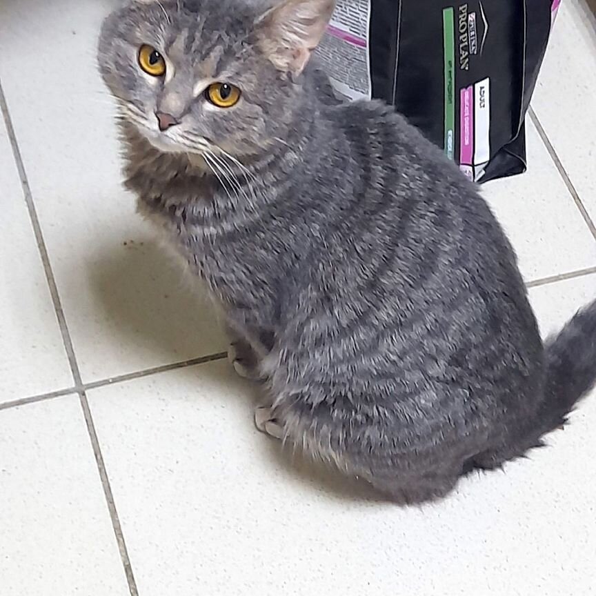 Котик Пряник