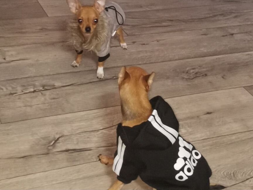 Щенок чихуахуа мини