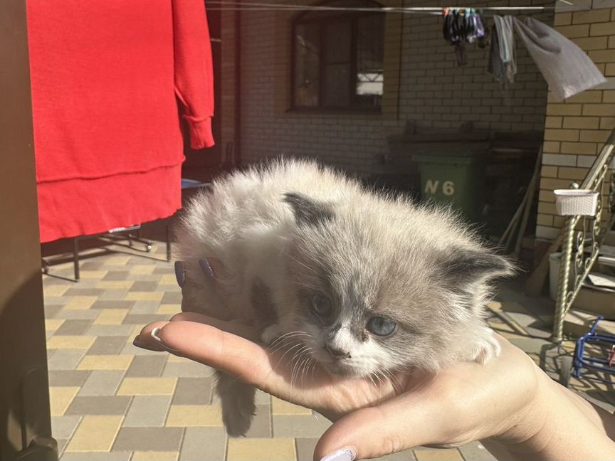 Кошка