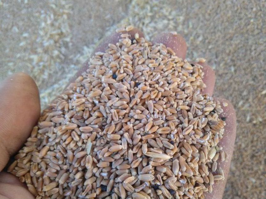 Фуражный горох, Семечко на корм