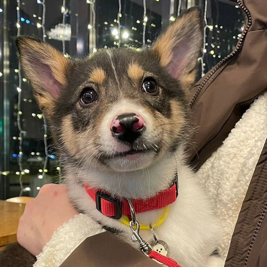 Щенок в добрые руки