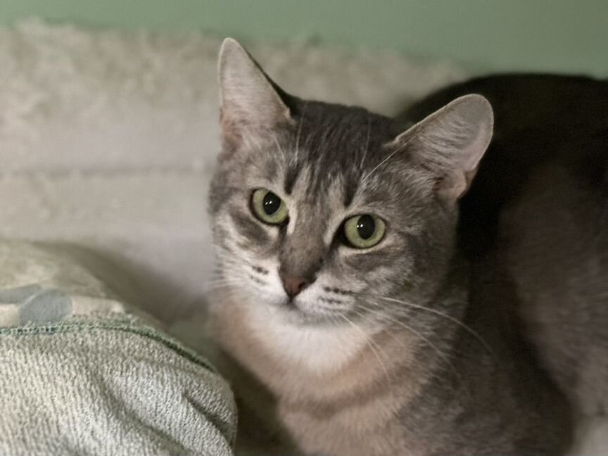 Майли, 1,5 года, стерилизована, вакцинирована