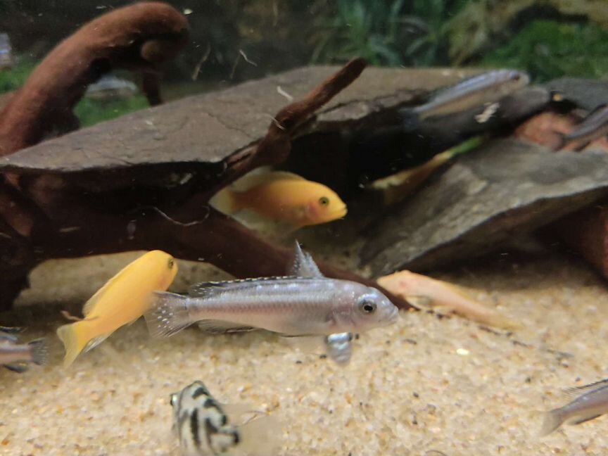 Меланохромис Майгано