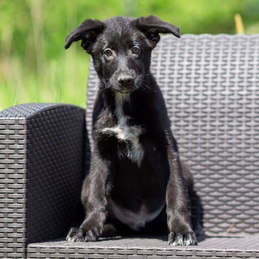 Мама овчарка,папа любимый мужчина