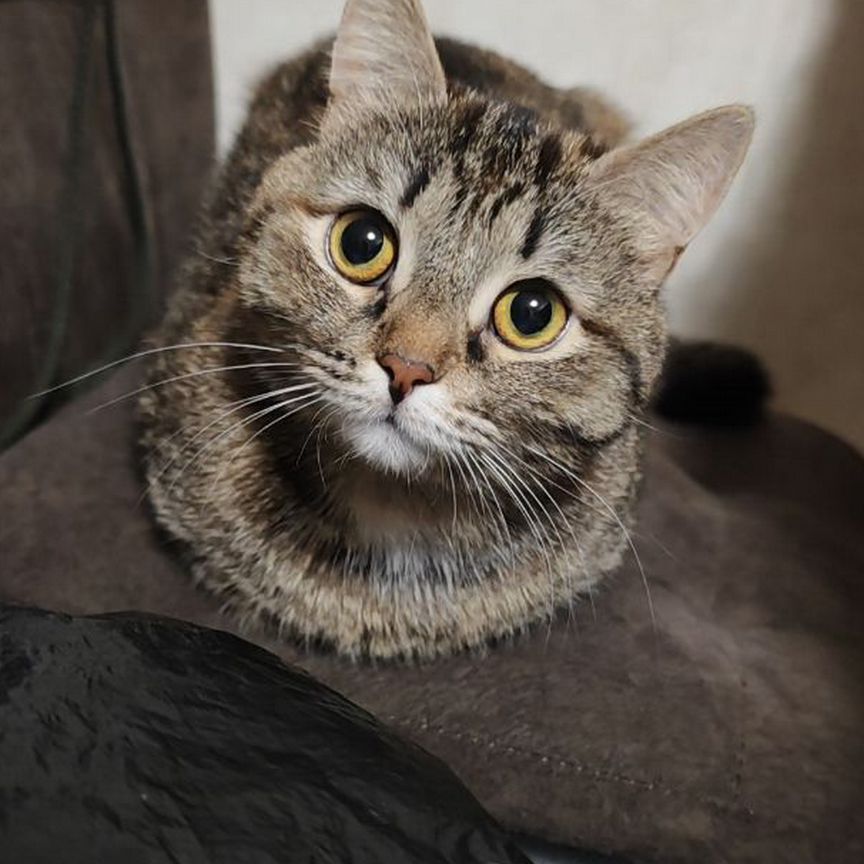 Взрослая, кошка в добрые руки