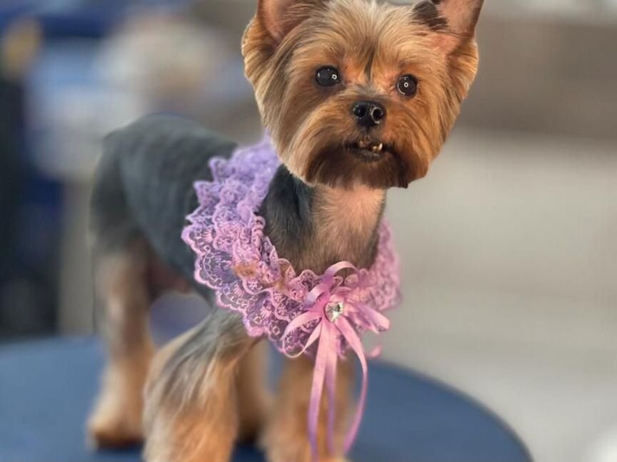 Йоркширский терьер