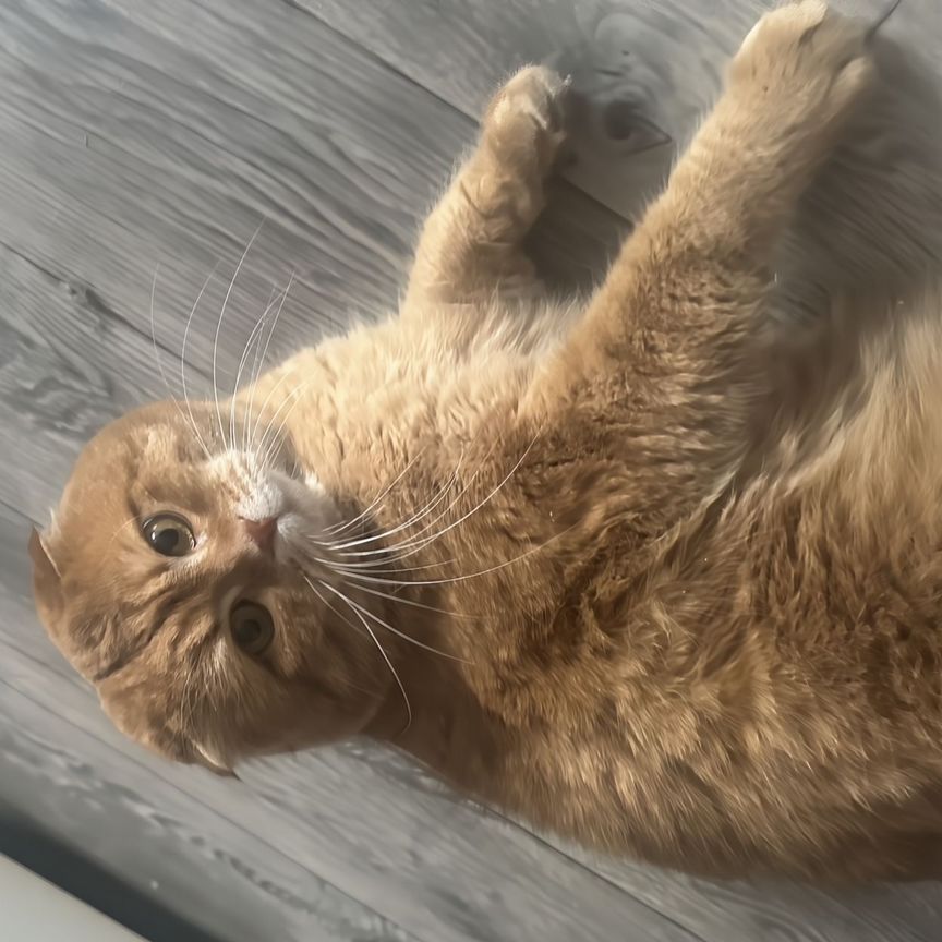 Шотландский вислоухий короткошёрстный, взрослый кот