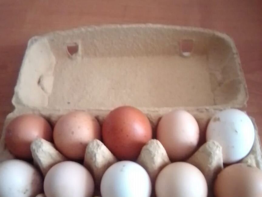 Домашние куриные яйца