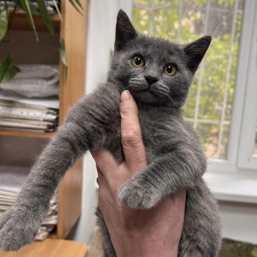 Котятенок в добрые руки, мальчик