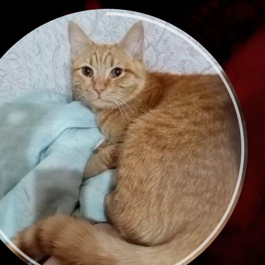 Рыжий котенок