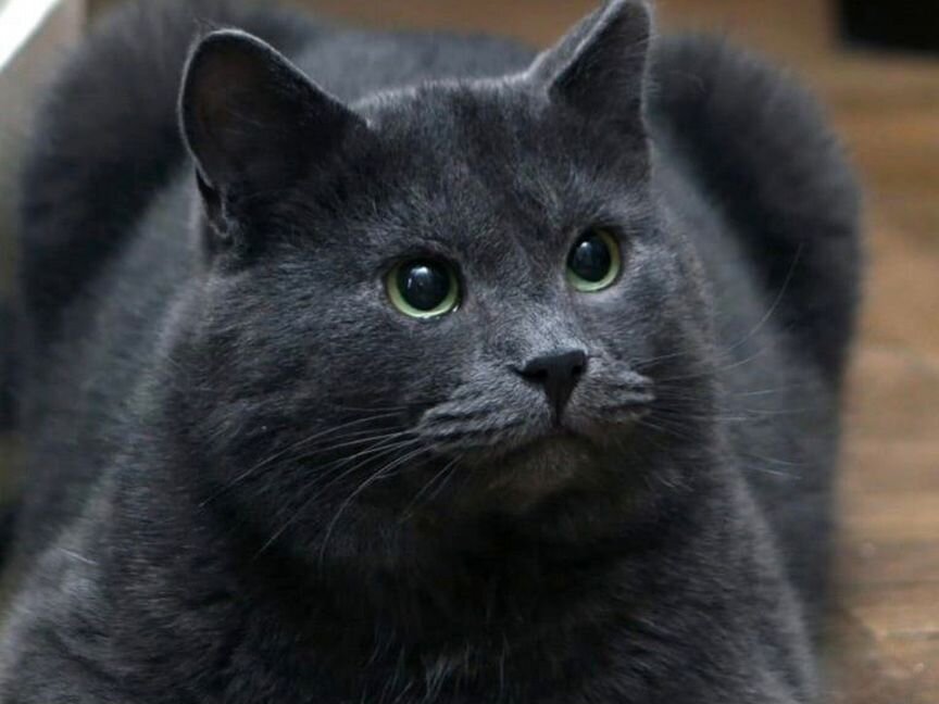 Котик в добрые ручки