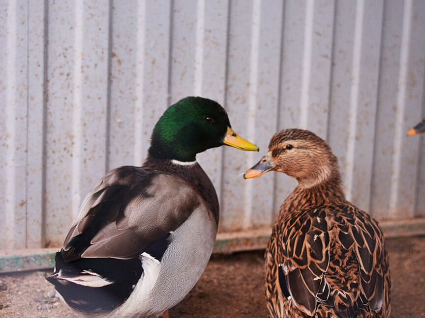 Дикая утка, индоутки