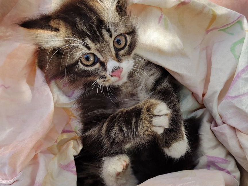 Шикарный котенок ищет дом