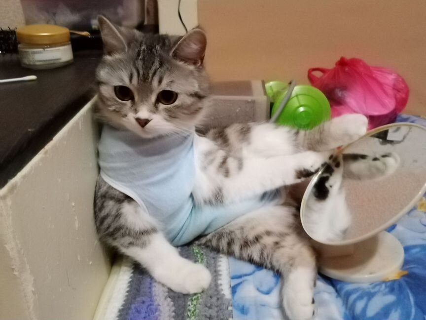 Кошка британка