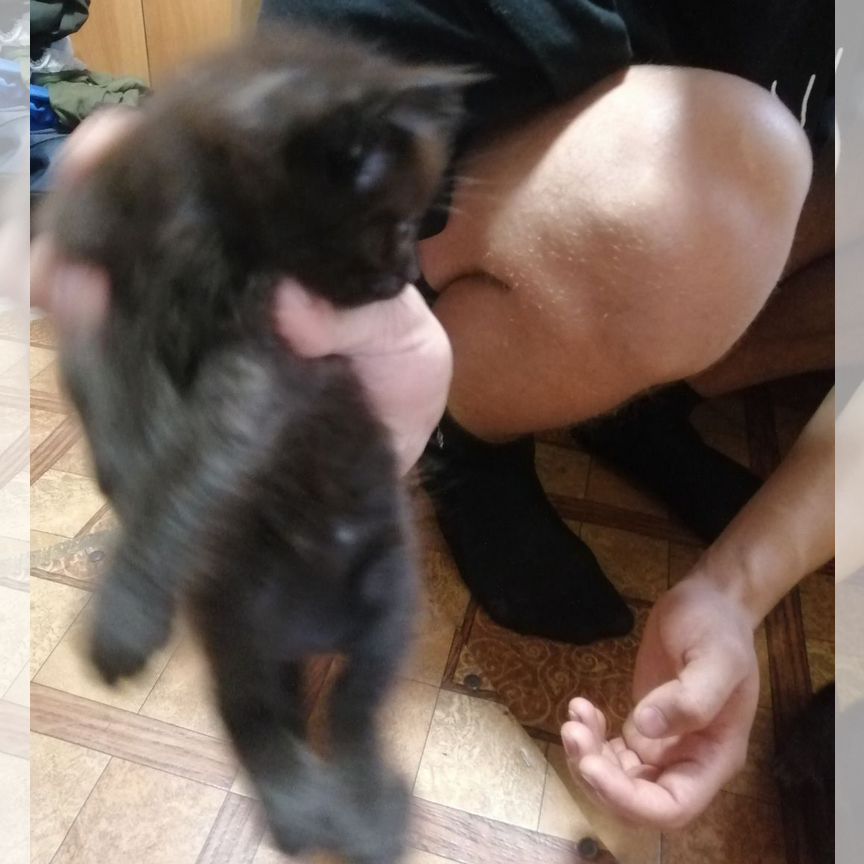 Отдам в добрые руки котята