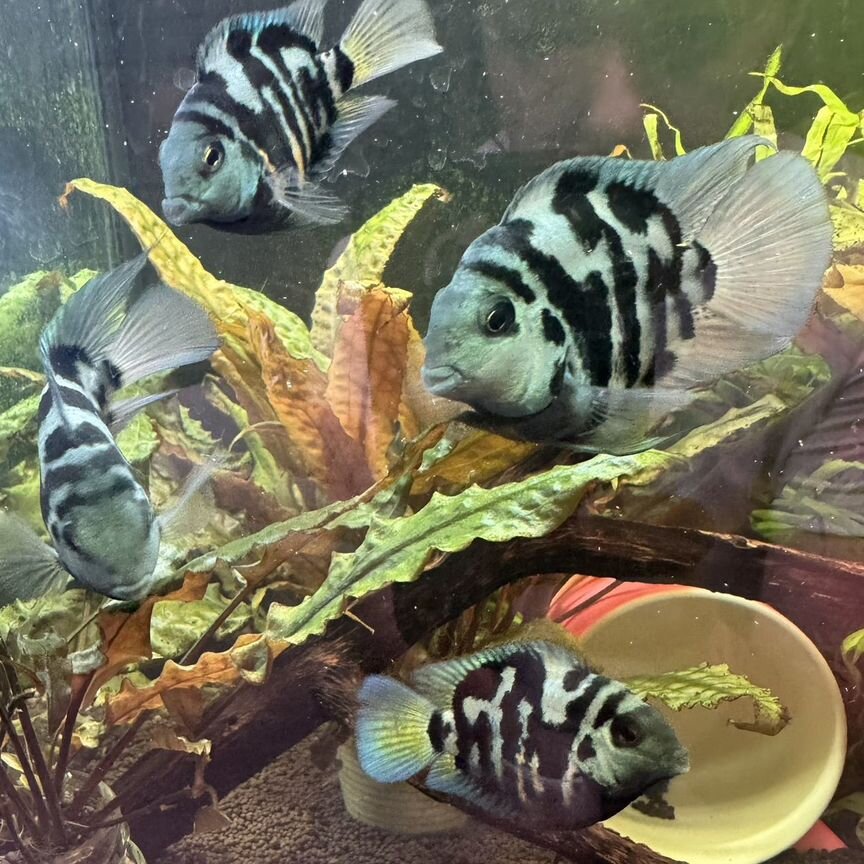 Сапфировый попугай и попугайчики