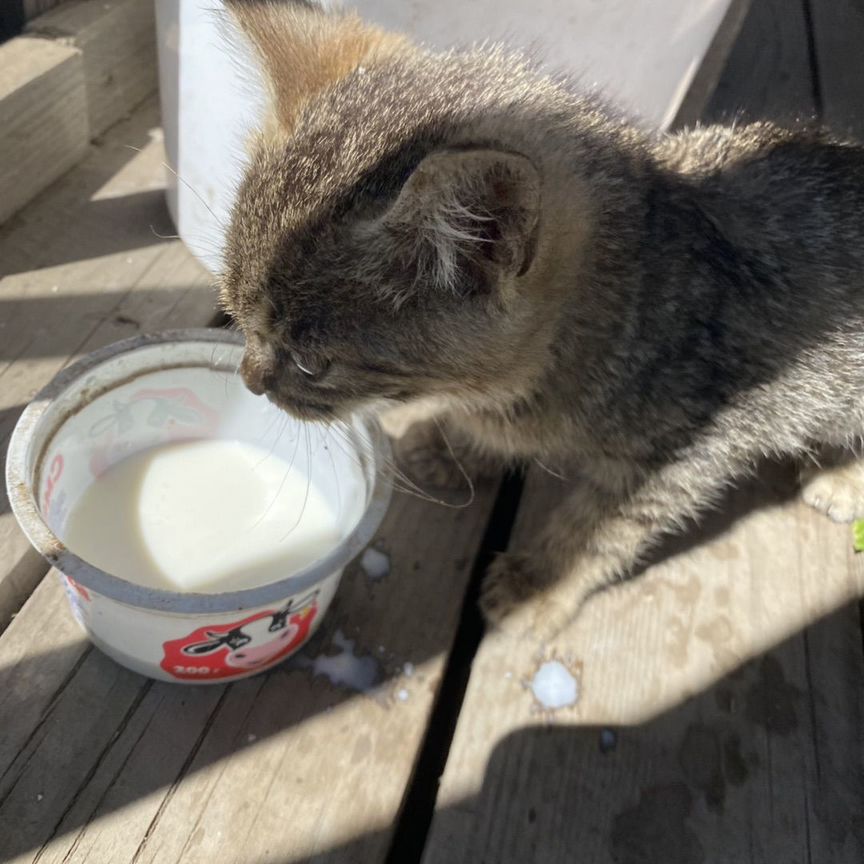 Котёнок в добрые руки