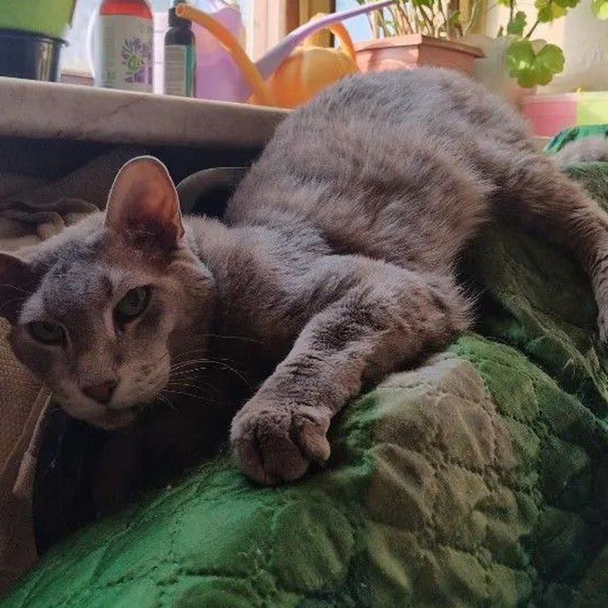 Взрослый кот в добрые руки