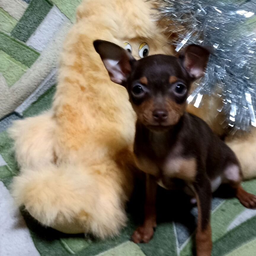 Русский той-терьер, щенок