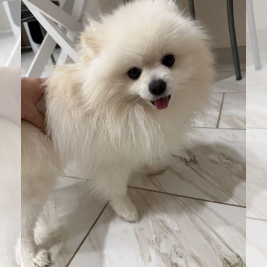 Померанский шпиц, взрослый пёс