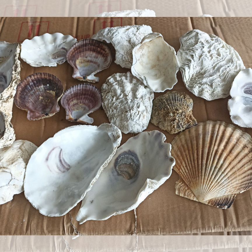 Панцирь гребешоков и устриц