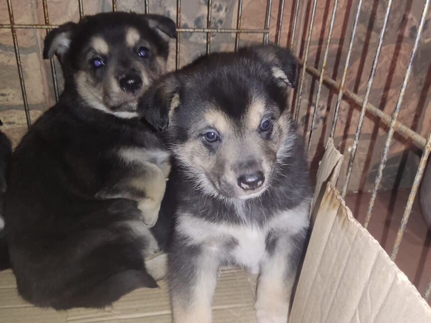 Собака в добрые руки отдам бесплатно